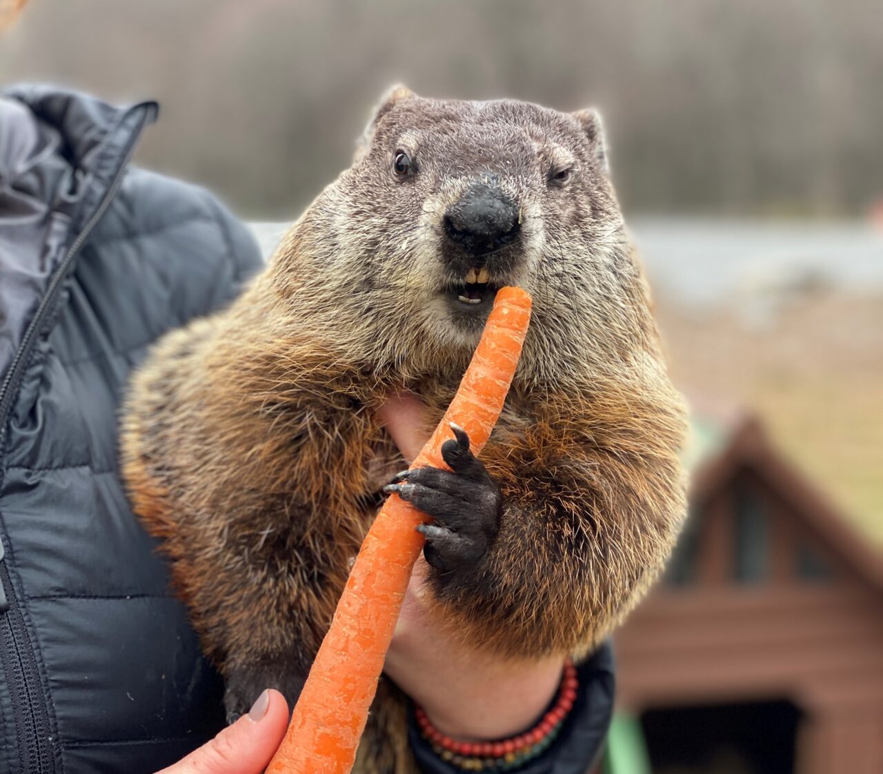 21st Annual Groundhog Day Celebration - Welcome To Hendersonville, NC