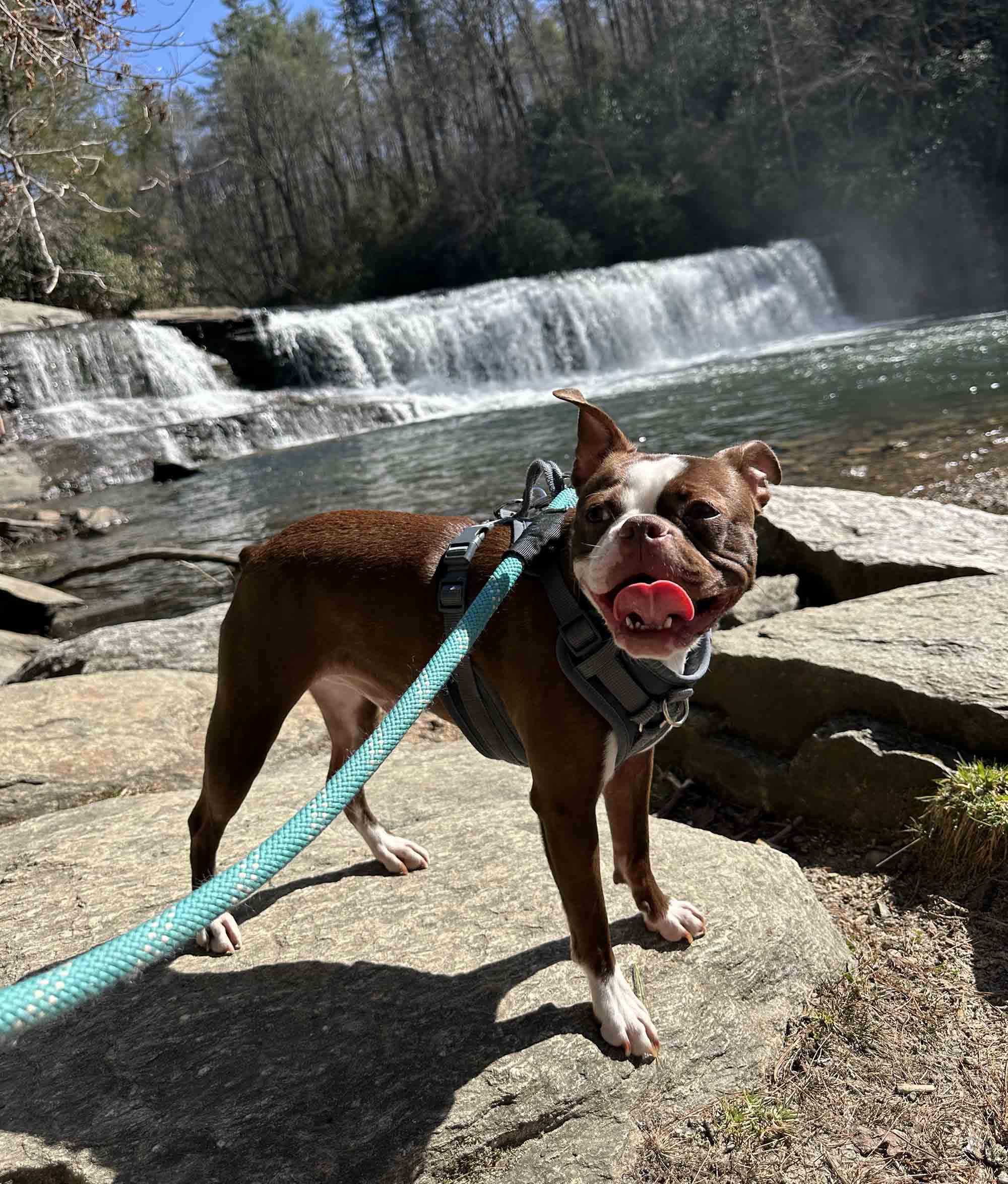 Pet-Friendly Spring Break: Exploring Hendersonville with Your Furry ...