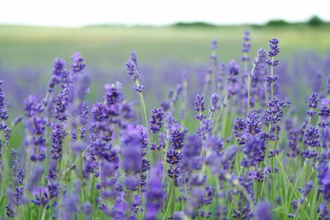 Ginger’s Lavender Festival - June 20, 2026 | Welcome To Hendersonville, NC