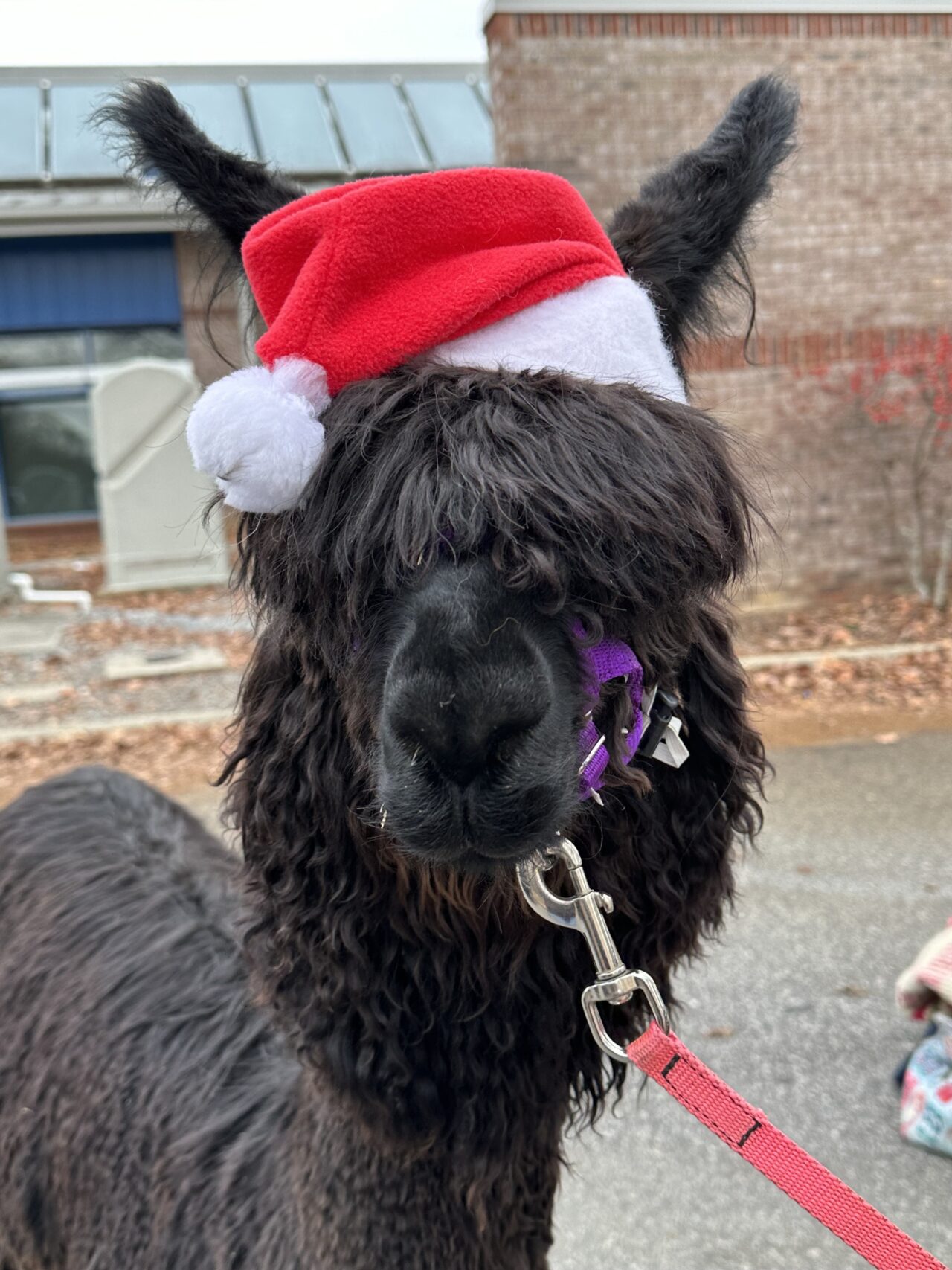 Fa-La-La Llama Farm Tour - December 13, 2025 | Welcome To ...