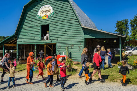 Stepp’s Hillcrest Orchard: Spring into Color with Tulip Blossom Days - Welcome To Hendersonville, NC